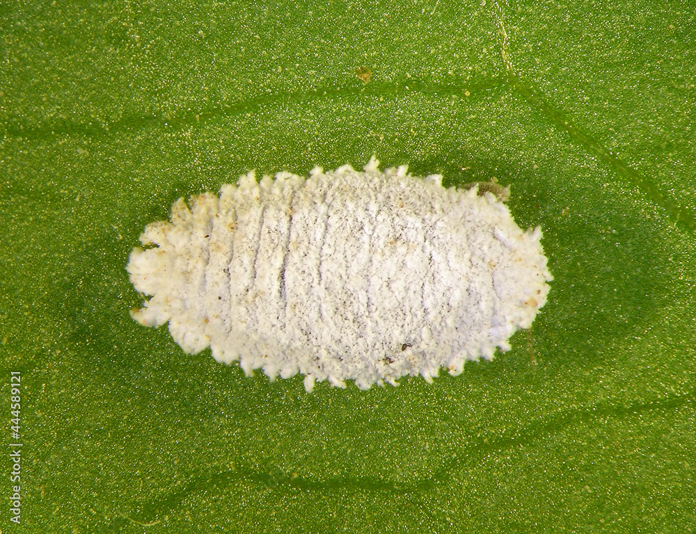 Solanum mealybug, Phenacoccus solani (Hemiptera: Pseudococcidae) is the ...