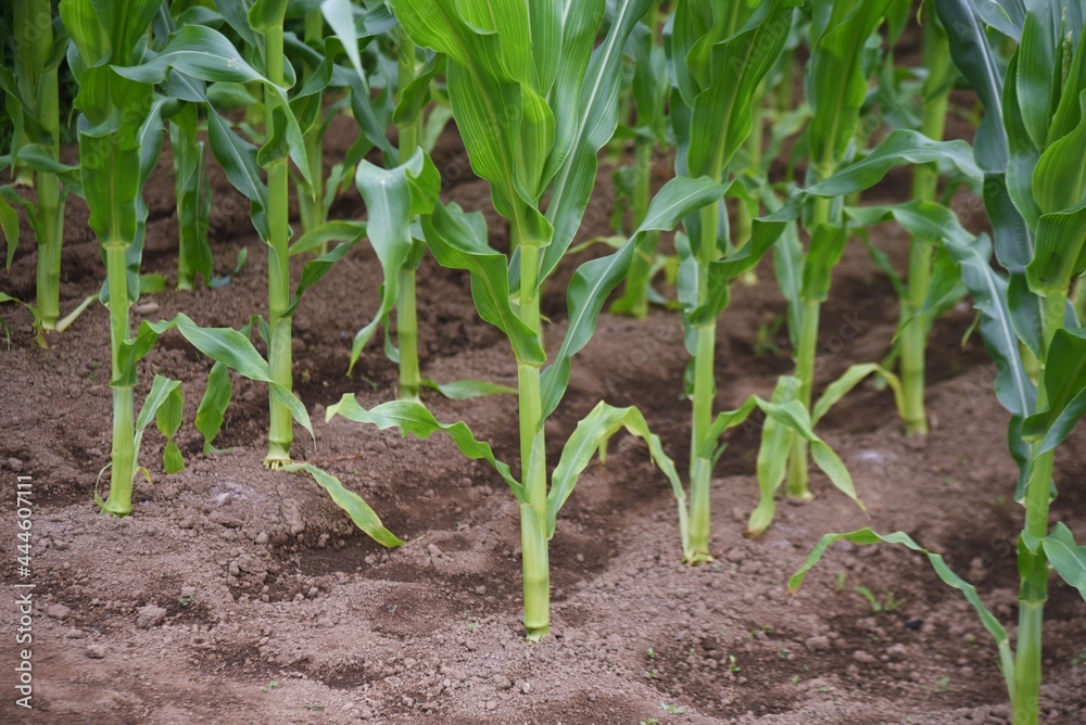 Corn cultivation and its growth. Corn is one of the three major grains ...