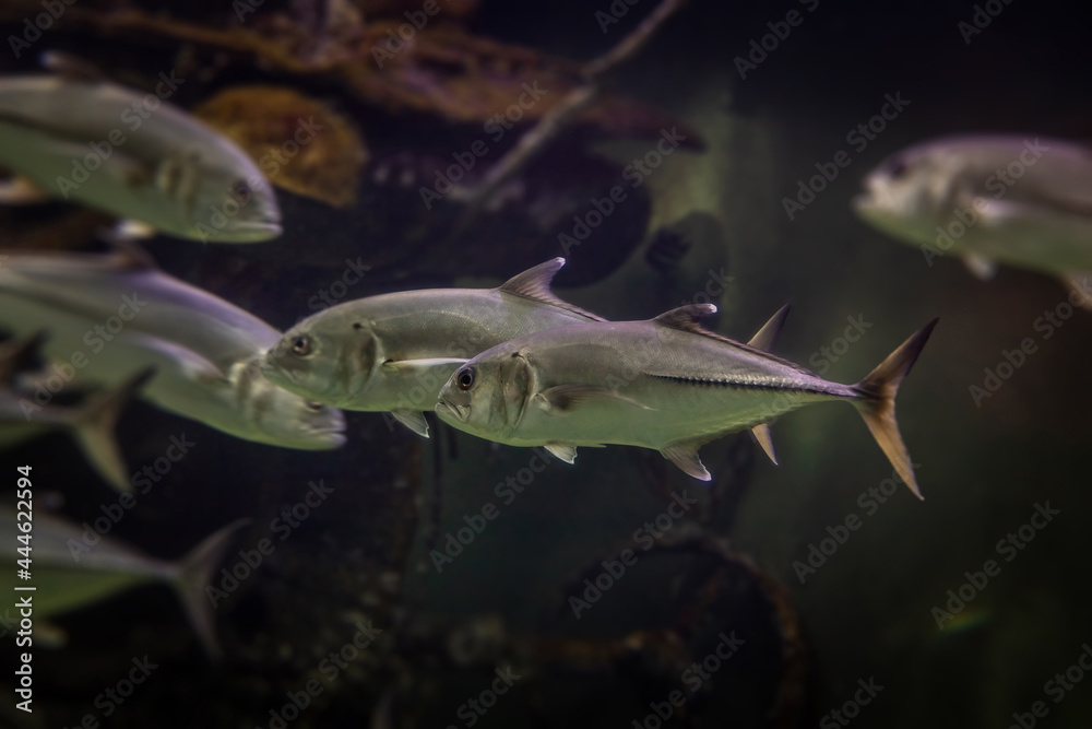 The Bigeye Trevally or Caranx Sexfasciatus, also known as the Bigeye ...