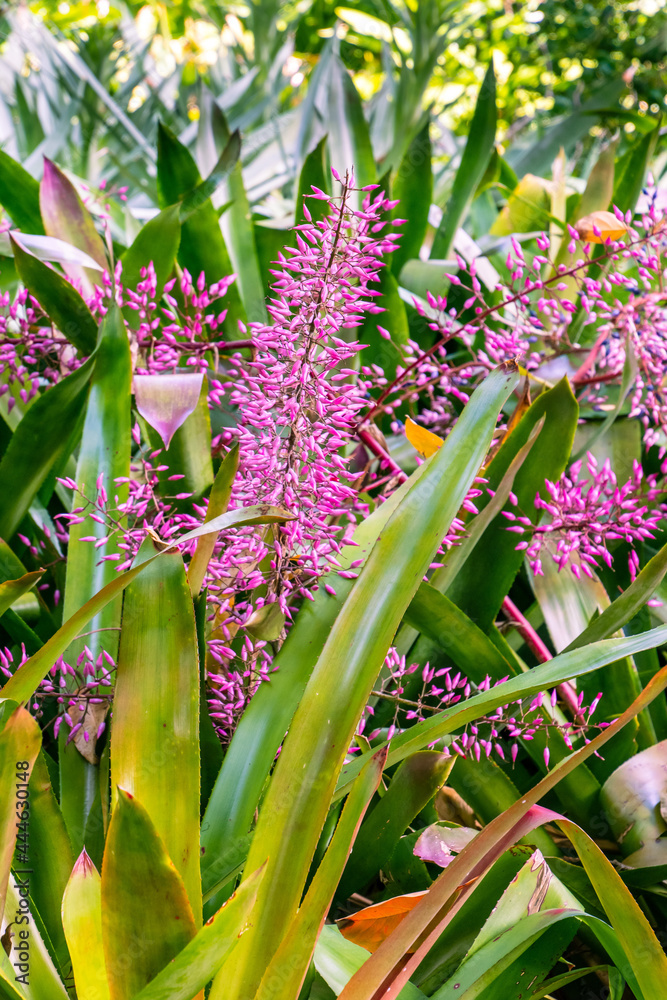 Foto de Portea petropolitana pertenece a la familia Bromeliaceae do ...