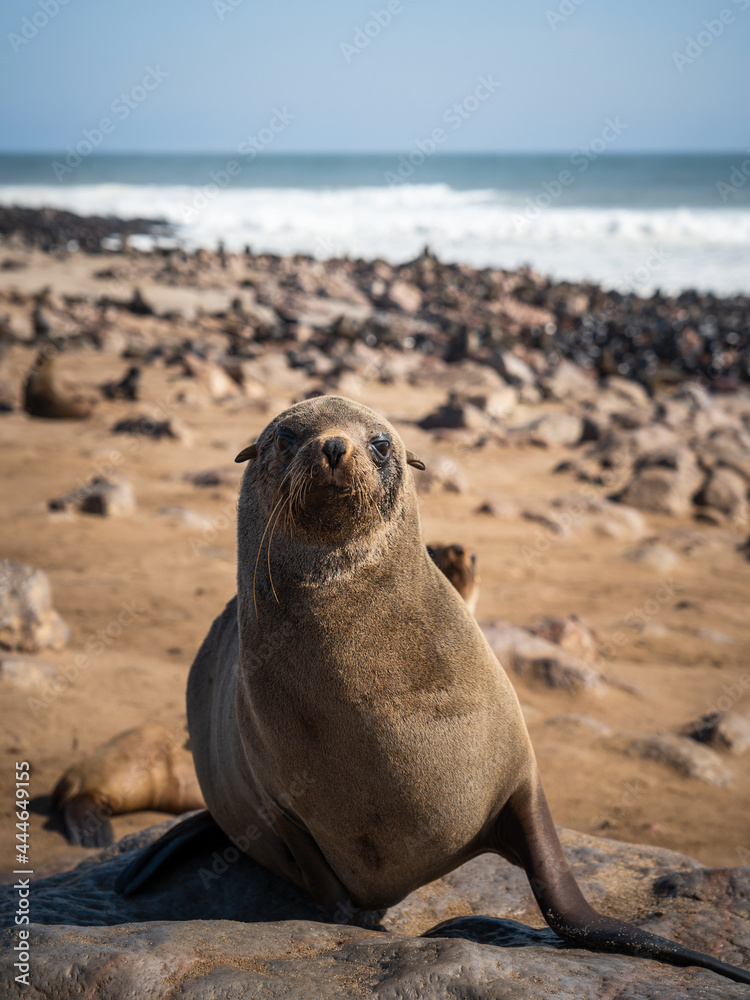 Seals at the Cape Cross Seal Reserve on the Skeleton Coast in Namibia ...