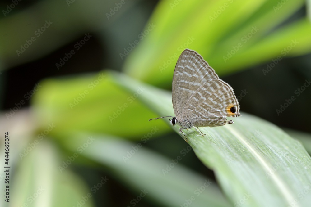 Butterfly (Jamides alecto dromicus) White corrugated butterfly. Stock ...