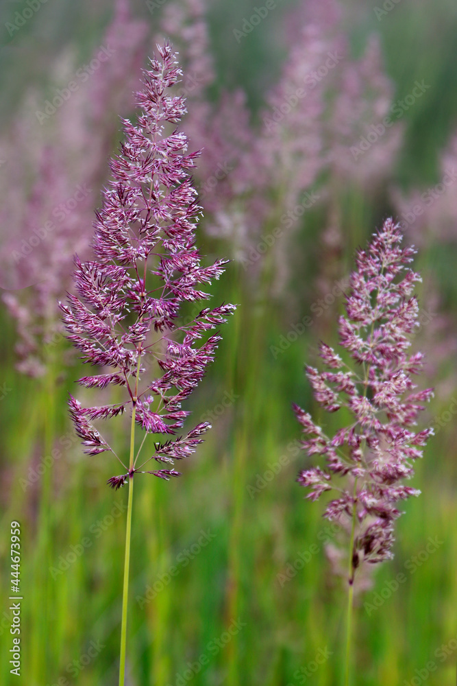 Bent grass also known as bentgrass or colonial bent or Agrostis ...