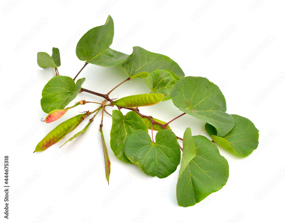 Cercis siliquastrum, commonly known as the Judas tree or Judas-tree ...