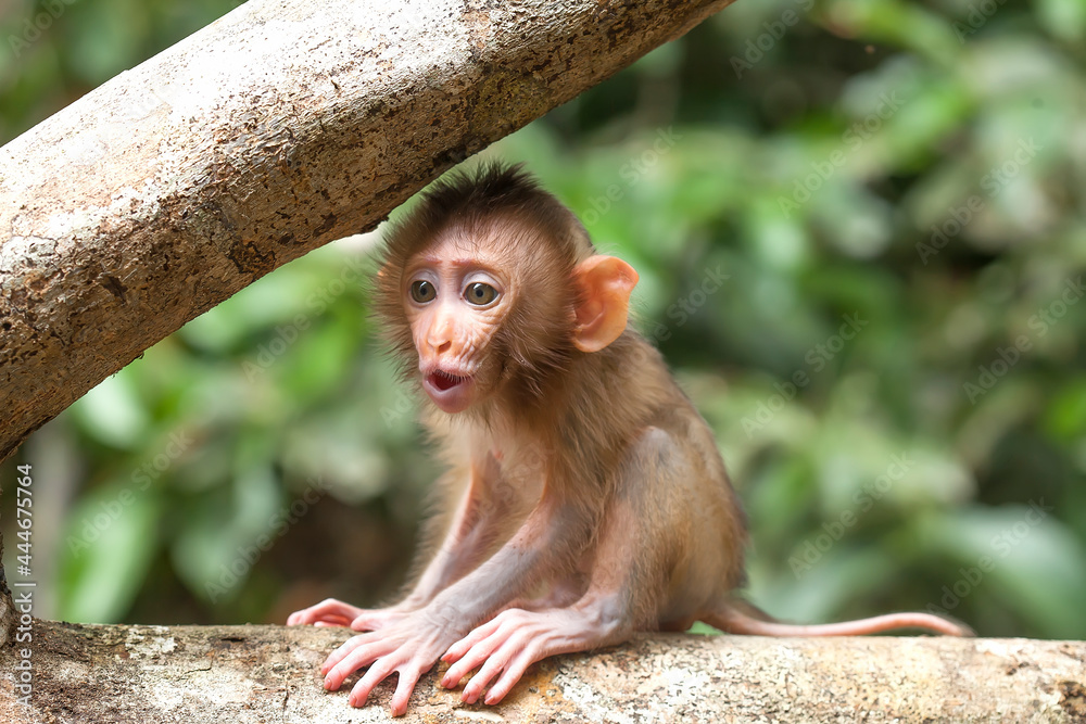 Cute monkeys and where they life in nature foto de Stock | Adobe Stock