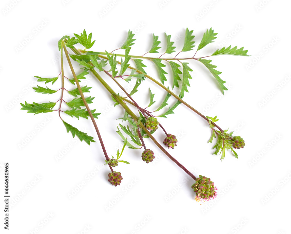 Sanguisorba officinalis, commonly known as great burnet. Isolated on ...