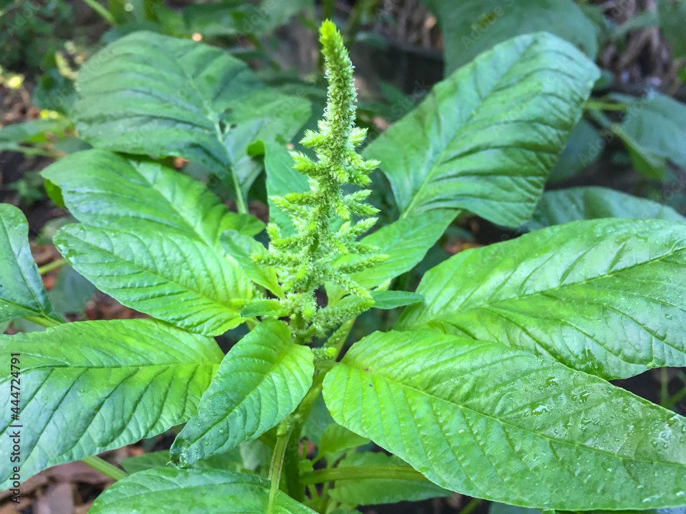 Spinach flower blooming at the garden, Spinach flowers that have ...