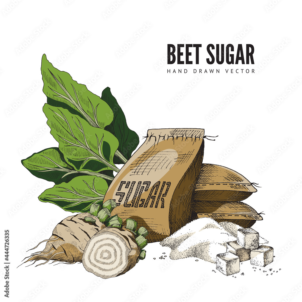 Color hand-drawn vector illustration of sugar beet with bag of sugar ...