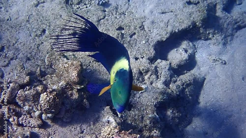 Broom-tail wrasse – Cheilinus lunulatus, it belongs to the family ...