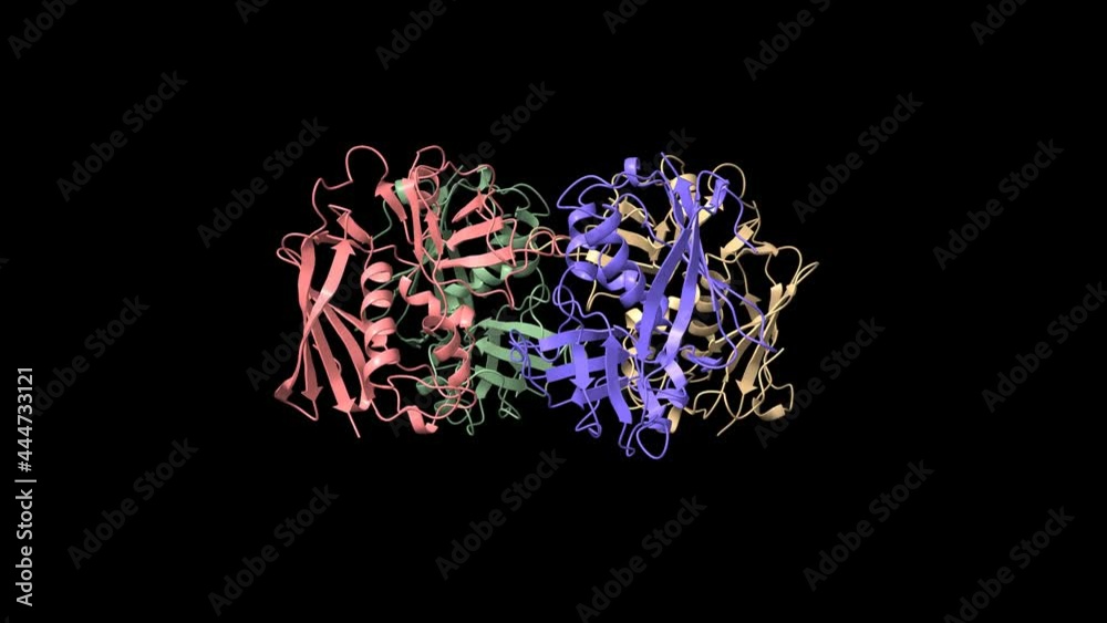 Structure of streptococcal pyrogenic exotoxin A1, animated 3D cartoon ...