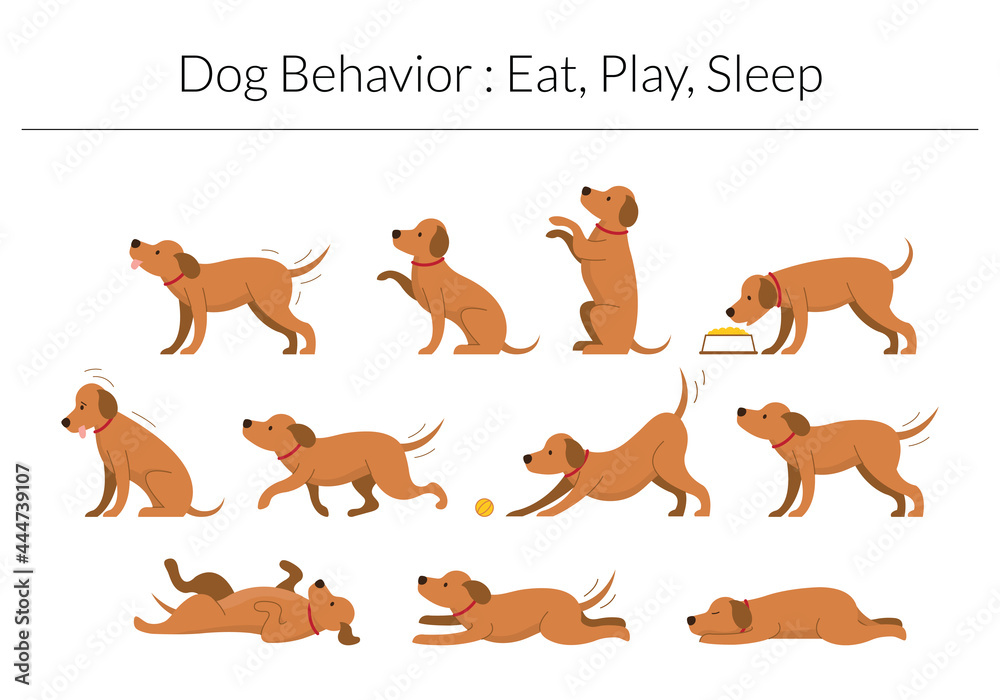 What Is Playful Dog Behavior
