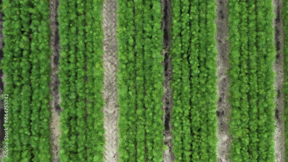Rows of young pine seedlings in nursery. Growing pines from seeds for a ...