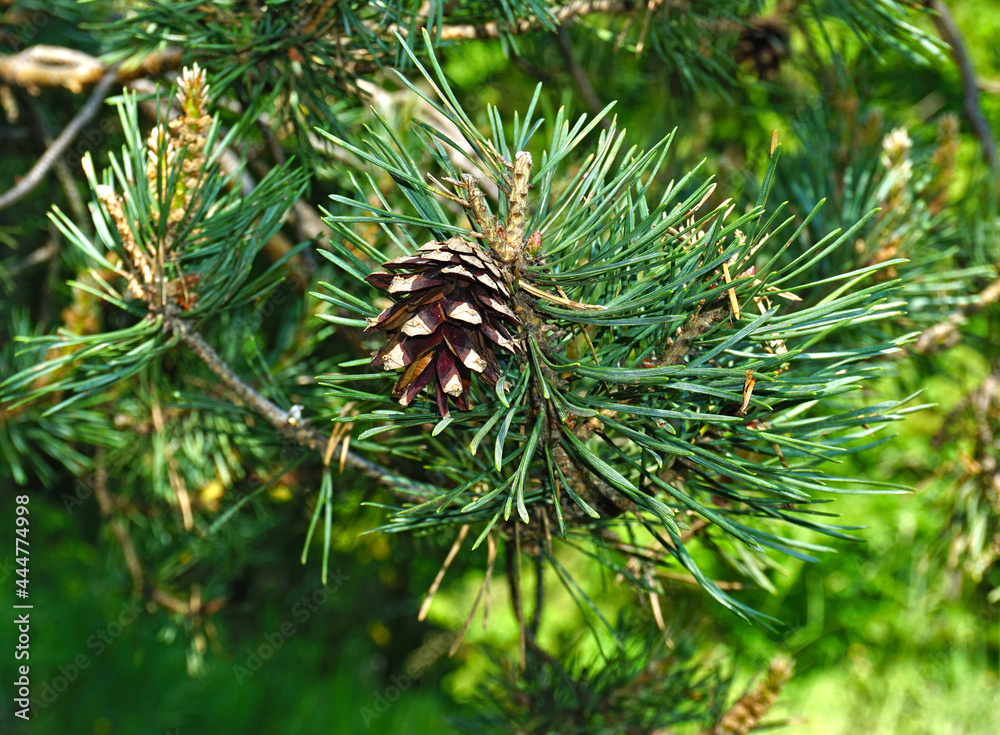 Waldkiefer, Pinus sylvestris, Scots pine Stock Photo | Adobe Stock