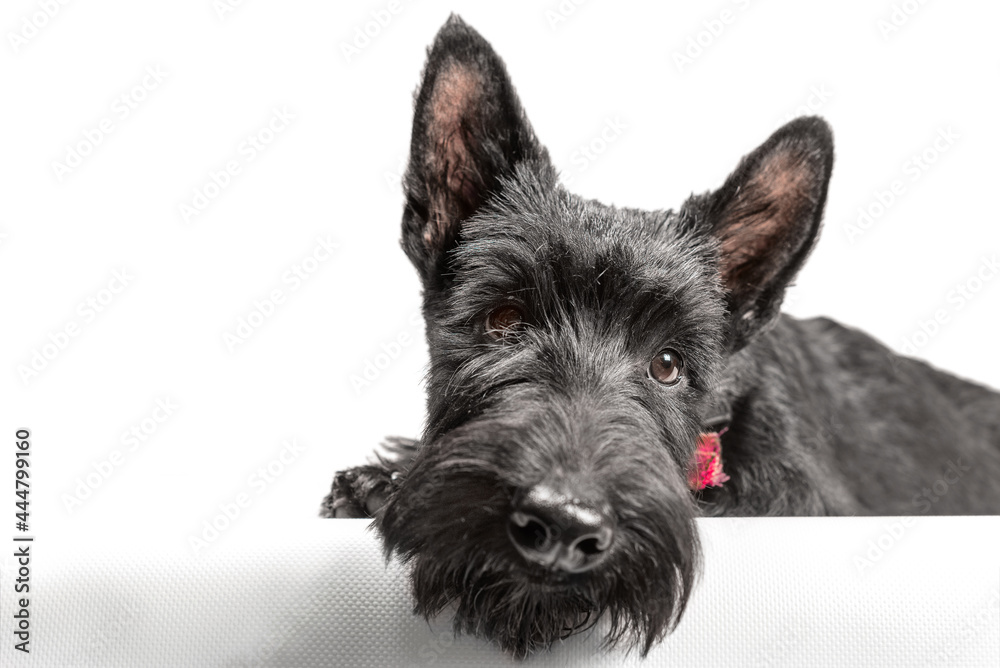 Black Scottish Terrier