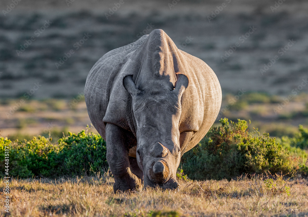 A head-on photograph of a male white rhinoceros showing his huge size ...