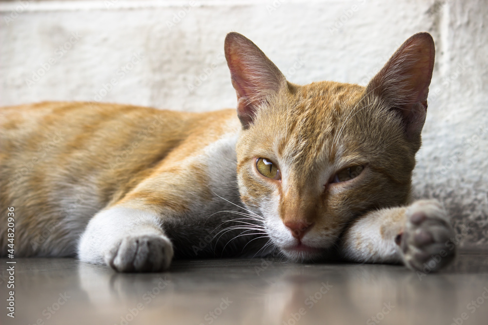 Portrait of cute looking Cat with Yellow eyes and whiskers, nice Soft ...