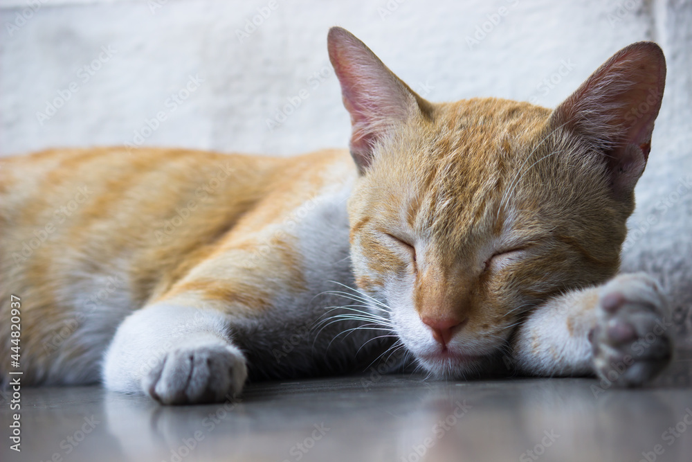 Portrait of cute looking Cat with Yellow eyes and whiskers, nice Soft ...