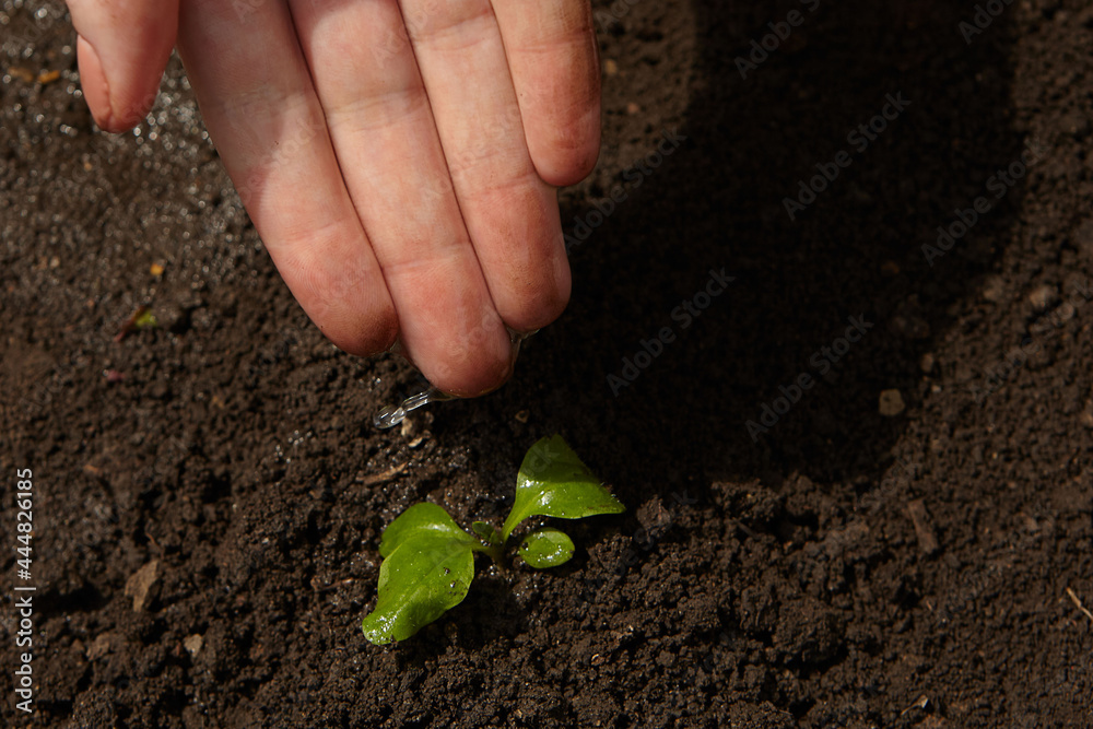 Close up hands holding sapling of young plants. Concept nature ...