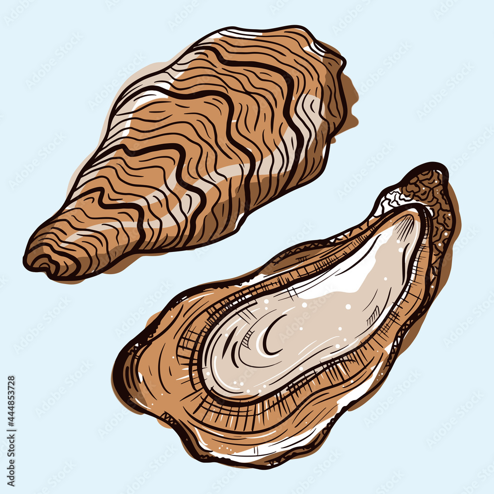 Oysters vector icon. Isolated illustration of an open and closed oyster ...