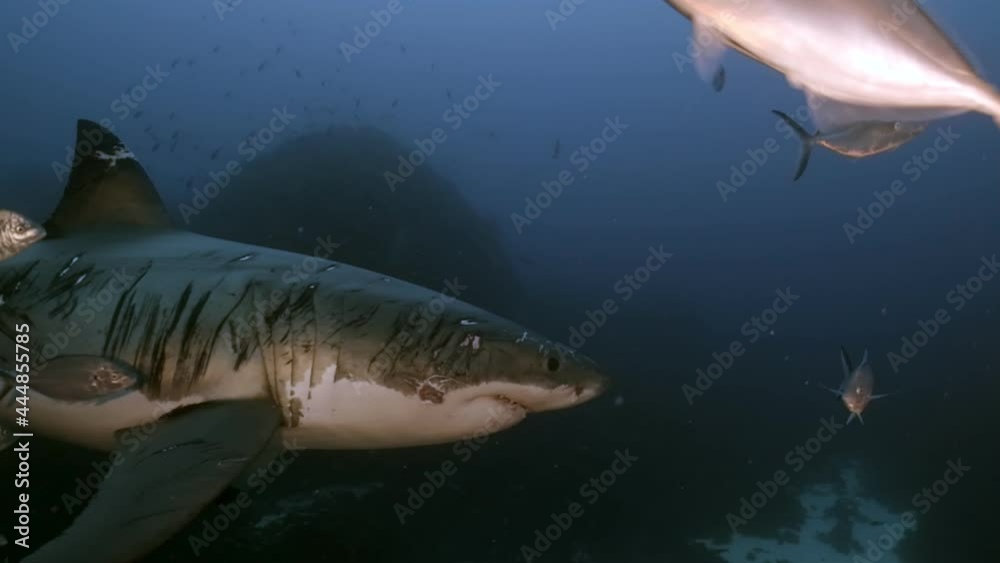 Battle Scarred Great White Shark Carcharodon carcharias 4k badly ...