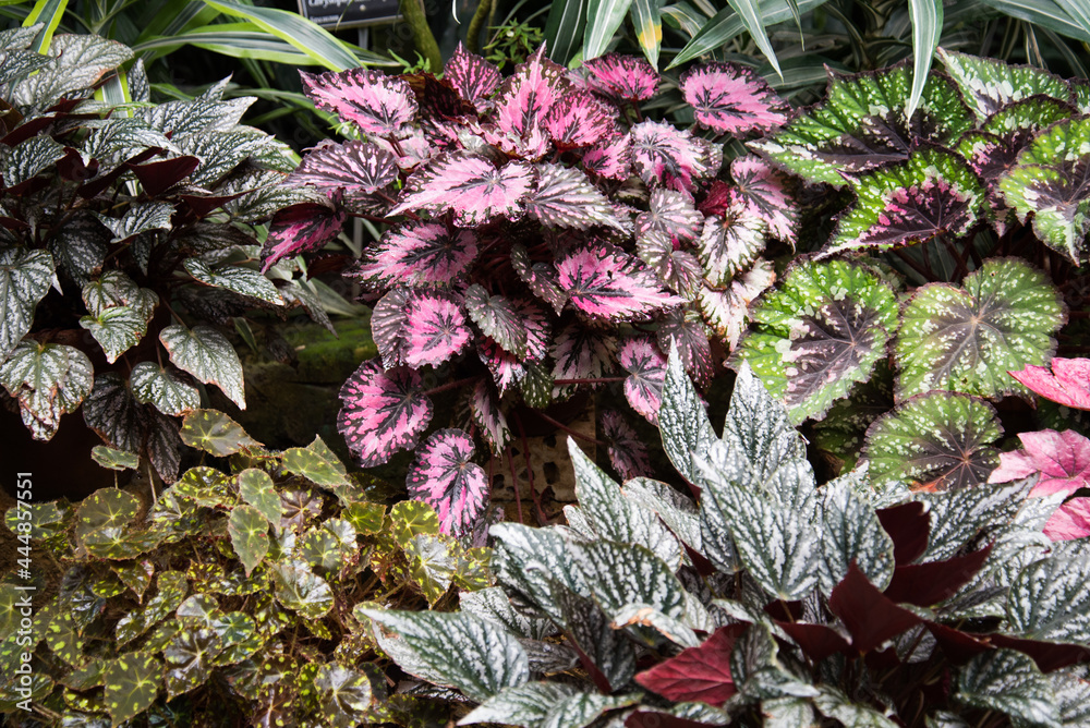 Bushes of various plants. Varieties of begonias. Different types ...