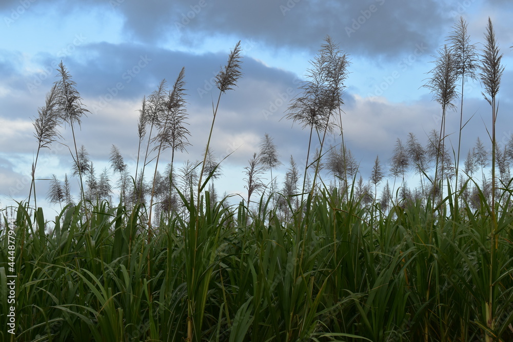 Sugarcane, or Saccharum officinarum, is a tropical grass that is the ...