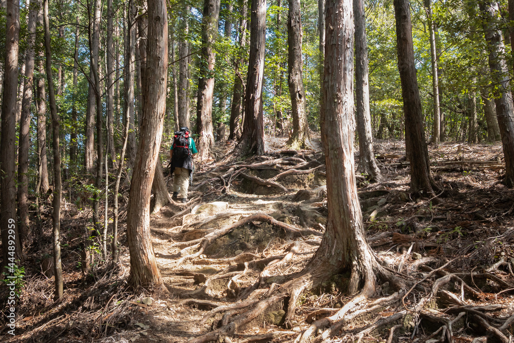 Tourist walking the Kumano Kodo trail with tree roots covering the ...