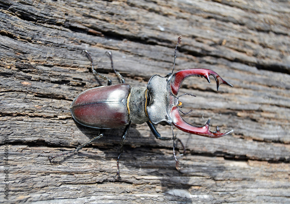 Male stag beetle with long and sharp jaws in wild forest sitting on the ...
