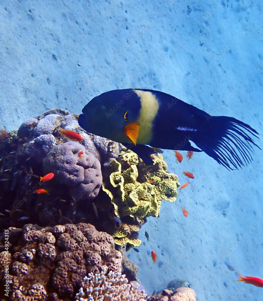 Broom-tail wrasse – Cheilinus lunulatus, it belongs to the family ...