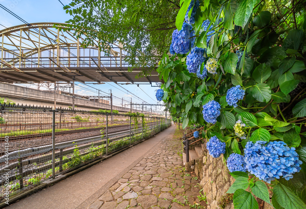 Blue hydrangea ajisai flowers on Asuka-no-komichi road along the wire ...