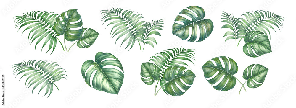 Watercolor elements of monstera. Tropical set garden flowers ...