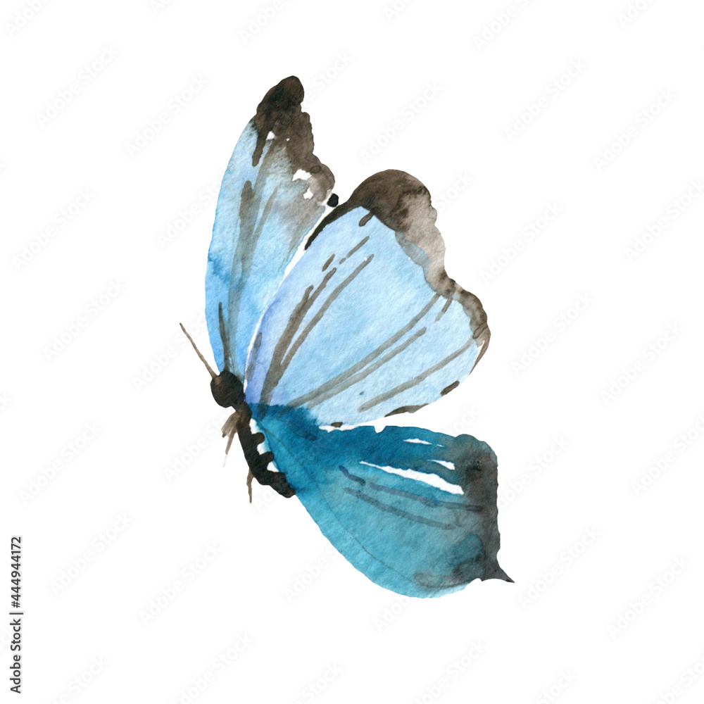 watercolor butterfly set Watercolor painting for your design Stock ...