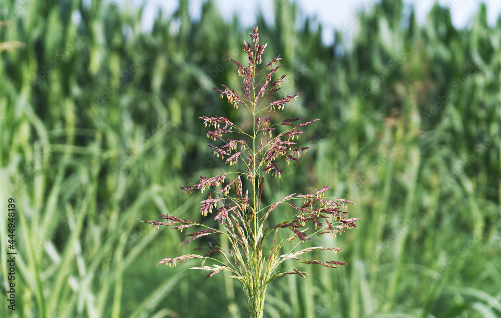 Gramigna rossa Stock Photo | Adobe Stock