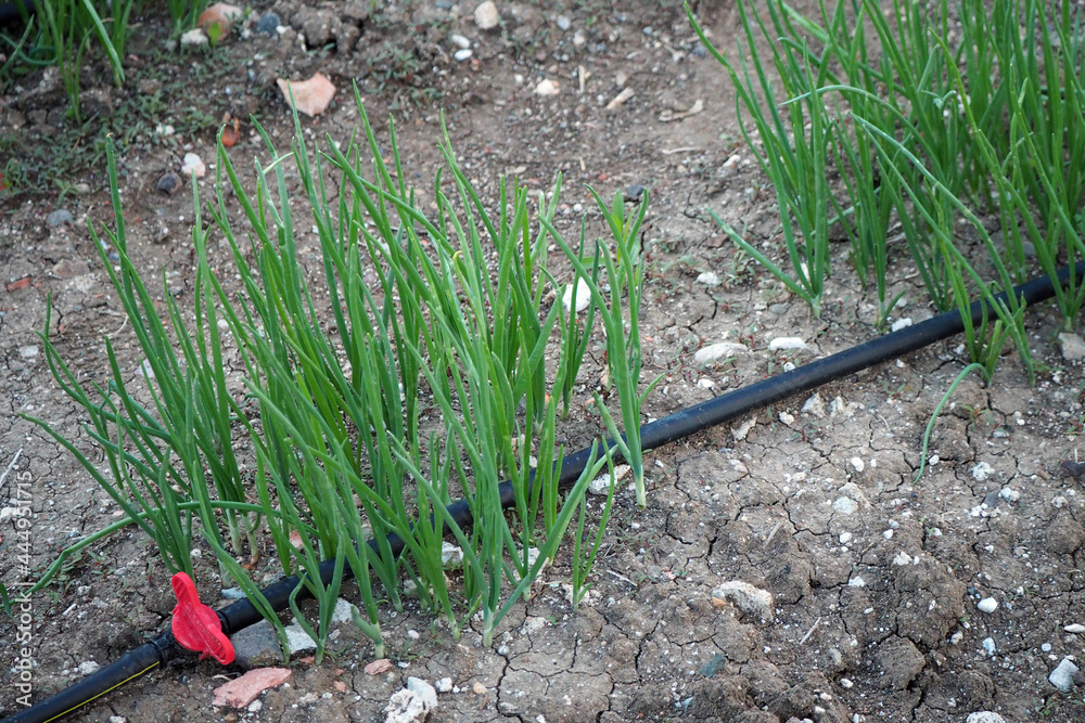 saving water, correct irrigation system, drip irrigation system and ...