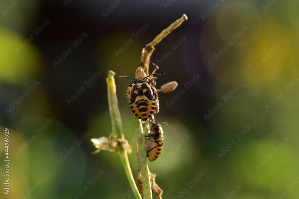 Sycanus collaris humans take advantage of it by bringing to ...