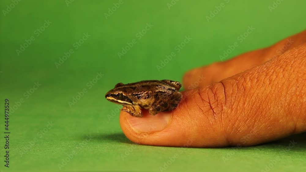 Closeup frog on the finger. Frog isolated a green background. This ...
