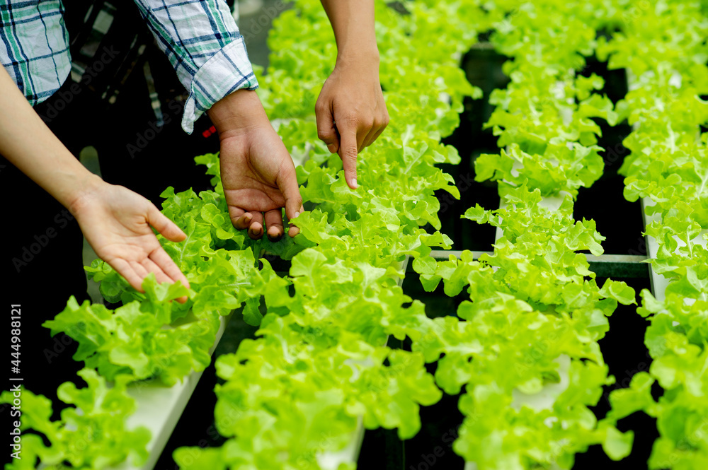Gardeners and organic lettuce in the plot healthy eating concept ...