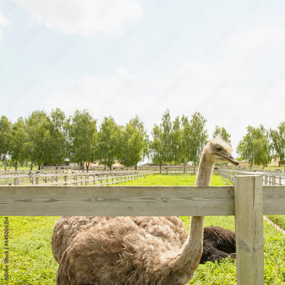 Ostrich, African ostrich, desert king, big birds, farm, hacienda ...