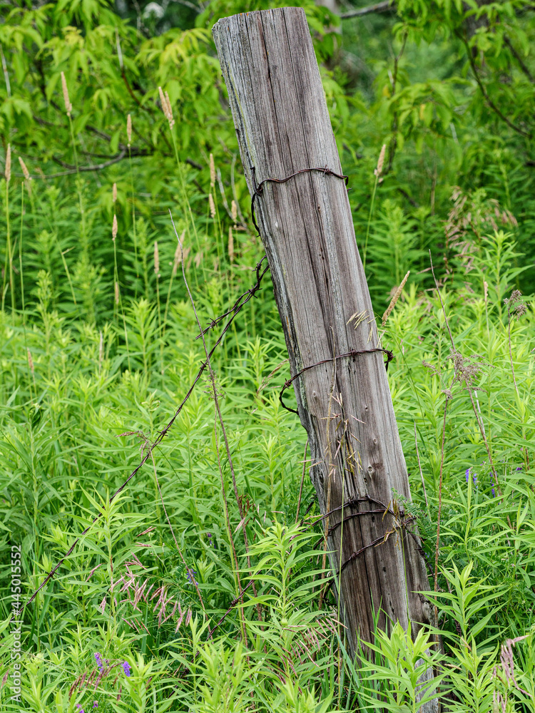Old disused fence post and barbed wire in an abandoned pasture. Stock ...