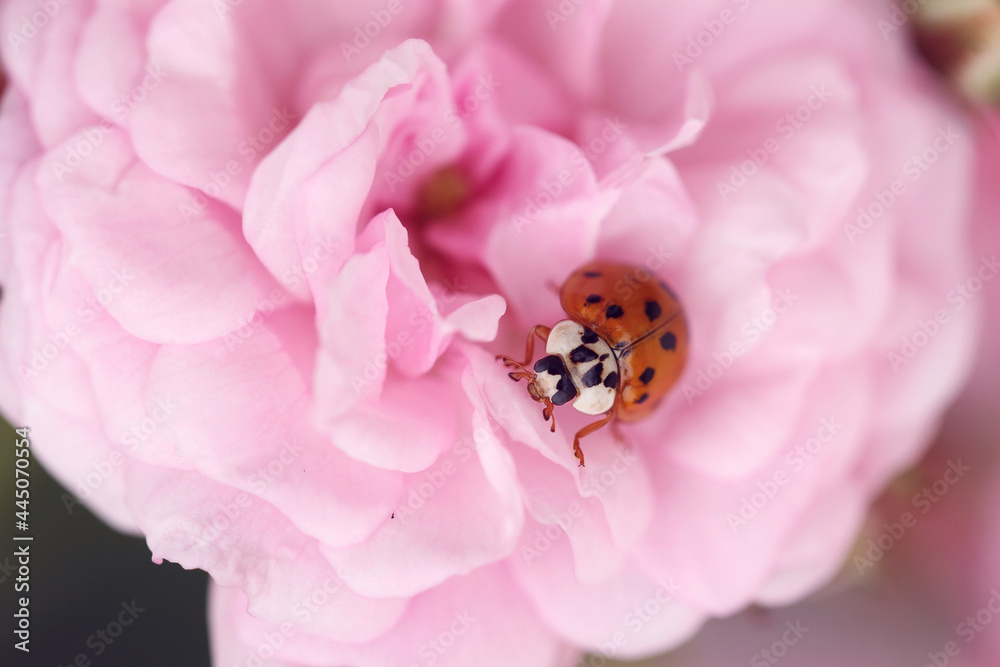 Foto de ladybug on rose flower do Stock | Adobe Stock