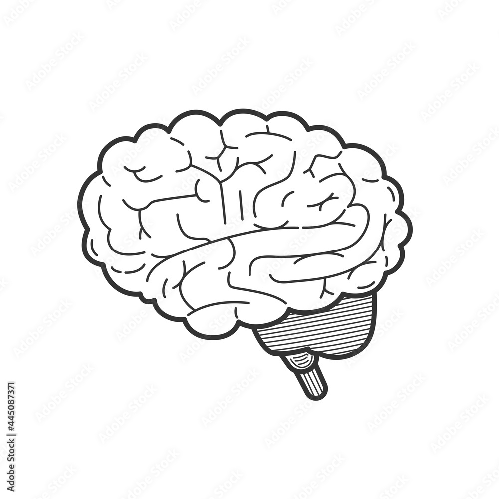 Human brain sketch isolated on white background. Hand drawn style ...