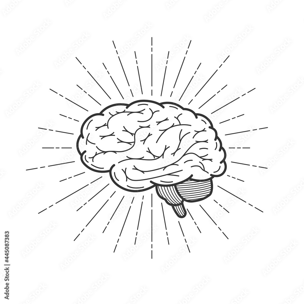 Hand drawn human brain with sunburst anatomically correct art. Flash ...