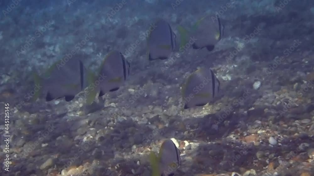 Double-bar bream, scientific name is Acanthopagrus bifasciatus is a ...