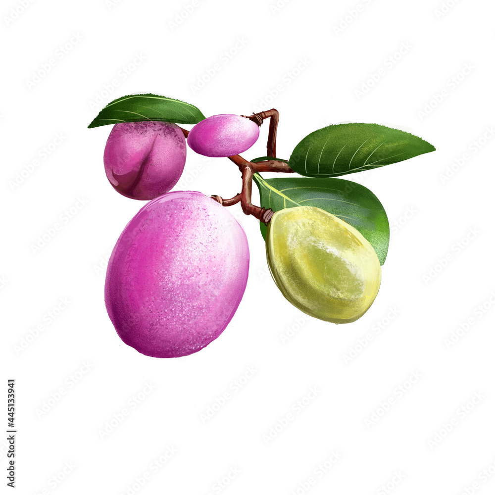 Icaco fruit isolated. Chrysobalanus icaco, cocoplum, Paradise Plum ...