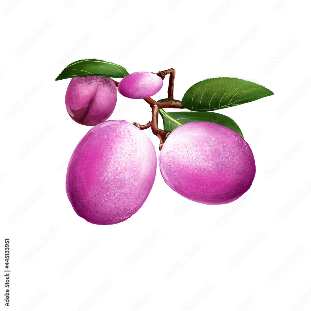 Icaco fruit isolated. Chrysobalanus icaco, cocoplum, Paradise Plum ...