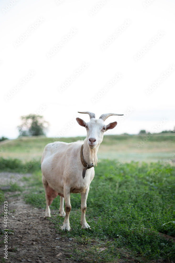 goat are standing in an open field On the Sunset. Beautiful card with ...