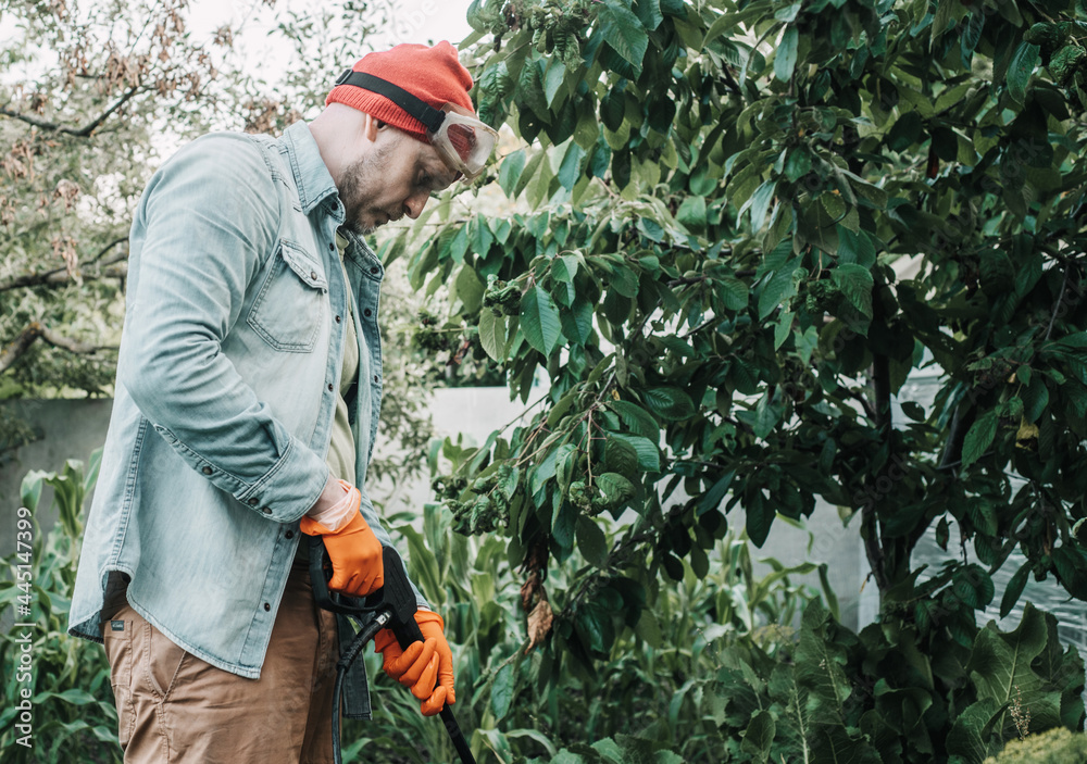 Man spraying aphids affected tree with insecticidal soap, agricultural ...