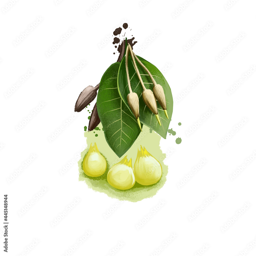 Mahua Madhuca indica ayurvedic herb digital art illustration with text ...