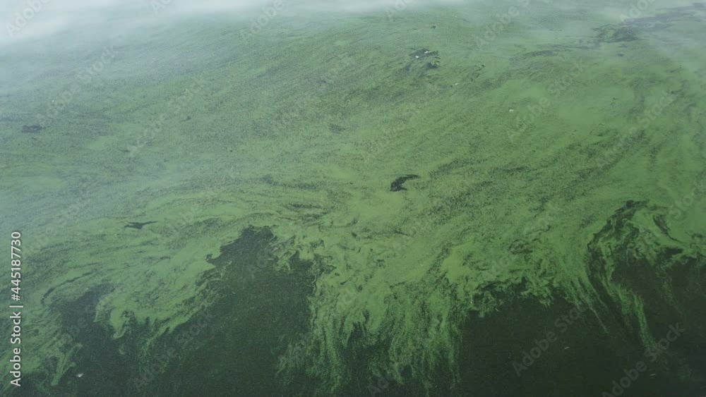 Video Stock An aerial view of the river. Green algae on the surface of ...