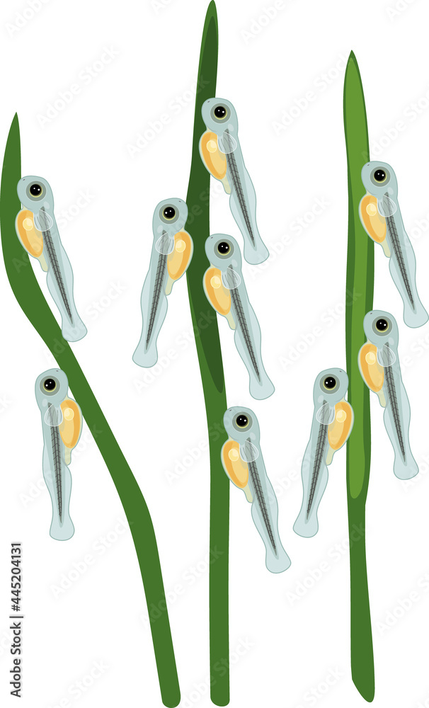 Larvae with yolk-sac of Crucian carp (Carassius) freshwater fish glued ...
